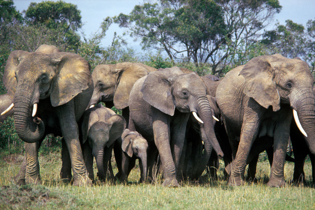 Elephants Recognize Humans By Voice | Discover Magazine