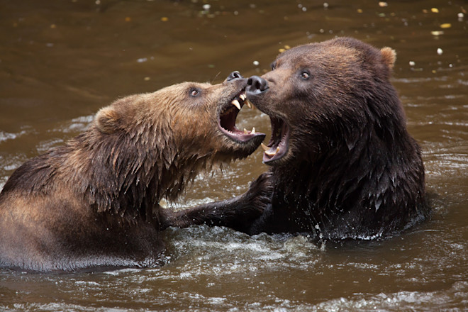 Bears Attacking — and Eating — Other Bears Is Considered Normal ...