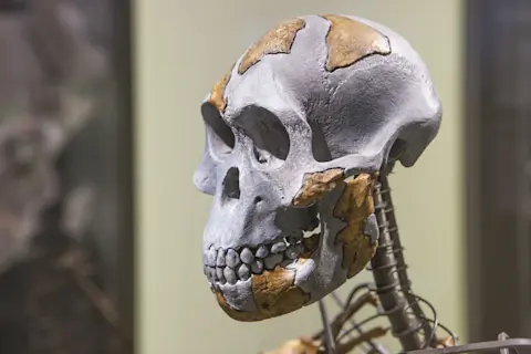 8 Things We’ve Learned Since Lucy's Discovery 50 Years Ago | Discover ...