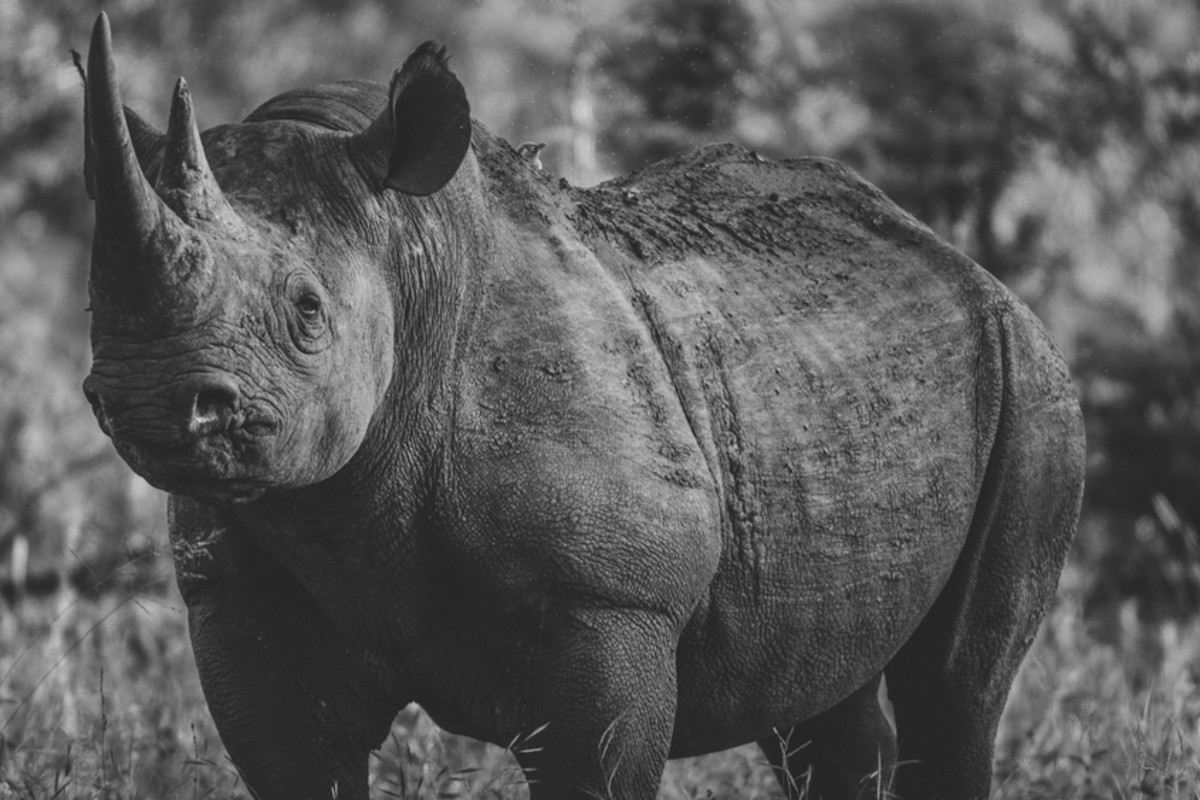 How Humans Have Caused the Most Recent Wave of Extinction | Discover ...