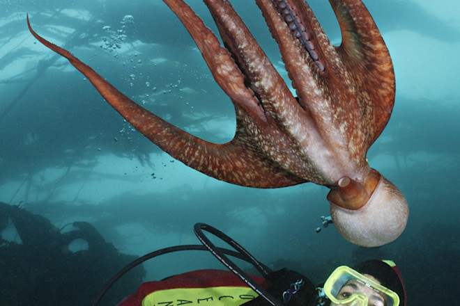 Genome Reveals Clues to Octopus Intelligence | Discover Magazine