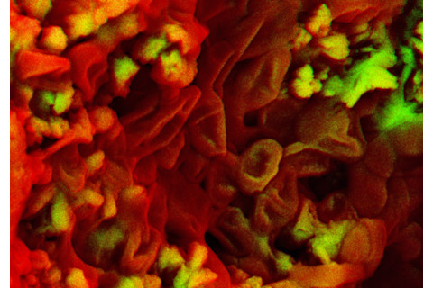 Dinosaur Soft Tissue Found in the Strangest Place | Discover Magazine