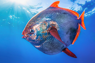 Meet the First Warmblooded Fish | Discover Magazine