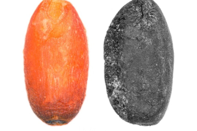 The First Farmers | Discover Magazine