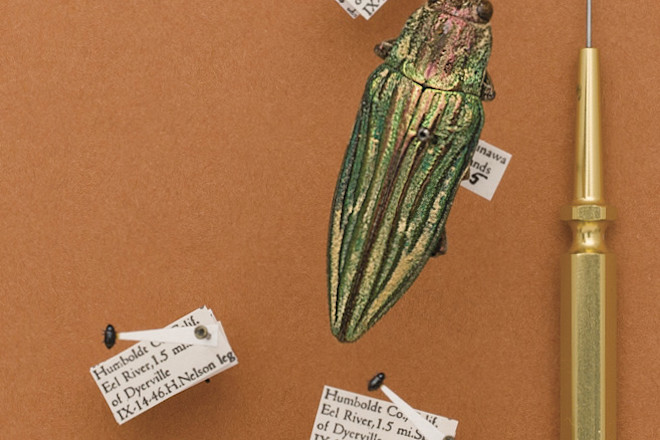 Tools of the Trade: Taking Insects' Measure | Discover Magazine