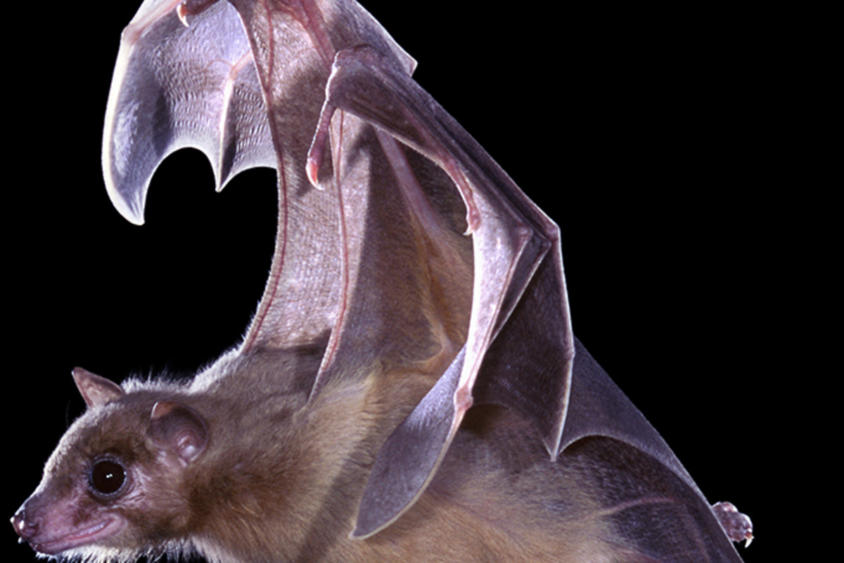 Building Blocks: Bat Talk | Discover Magazine