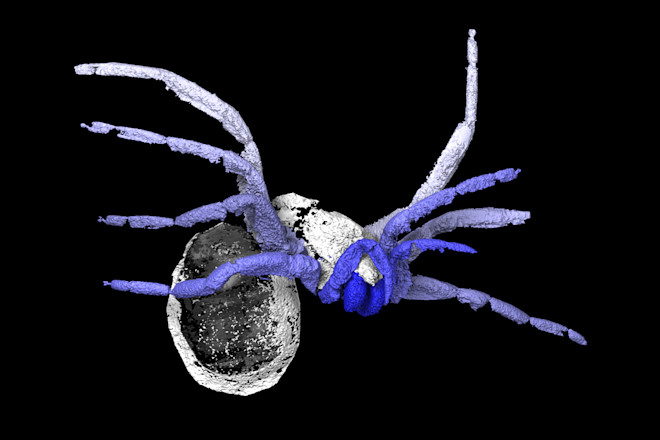 A Leg Up on Arachnid Evolution | Discover Magazine