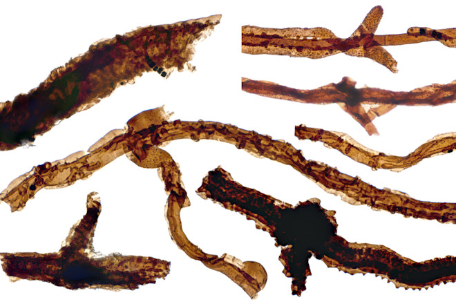 From Sand to Soil | Discover Magazine