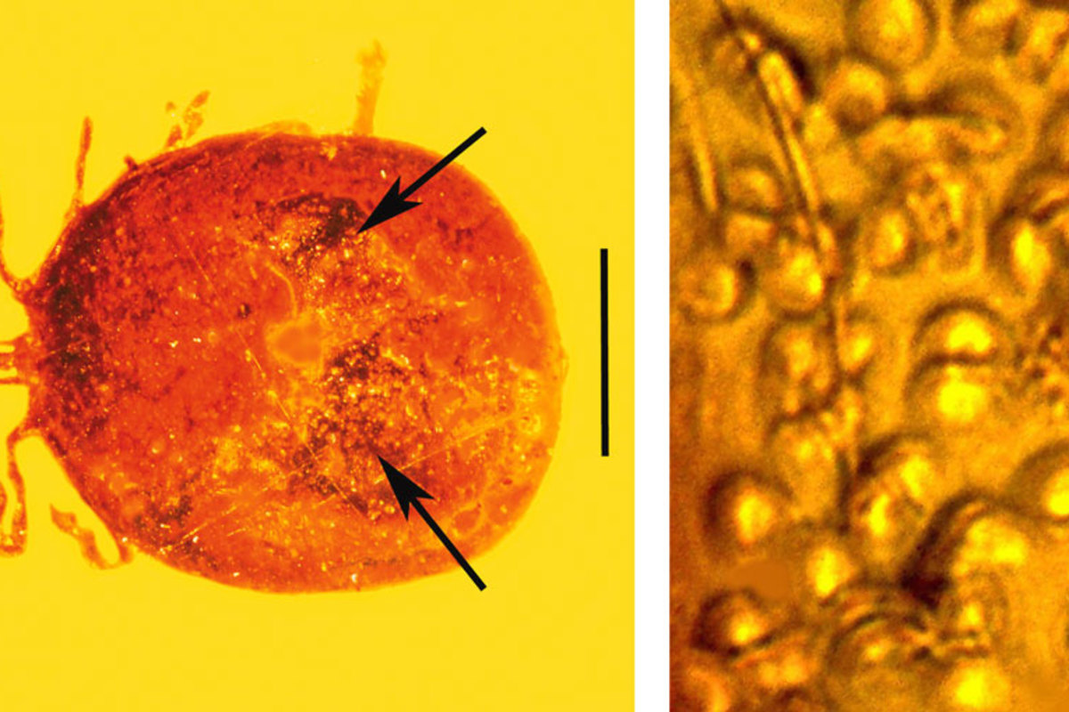 Amber Preserves Tick’s Last Supper | Discover Magazine