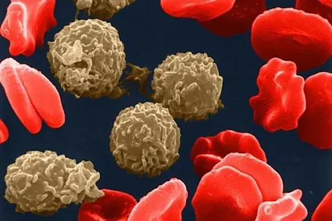Making Blood Cells in the Laboratory | Discover Magazine