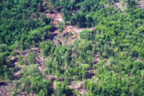 Papua New Guinea’s Forests Falling Fast | Discover Magazine