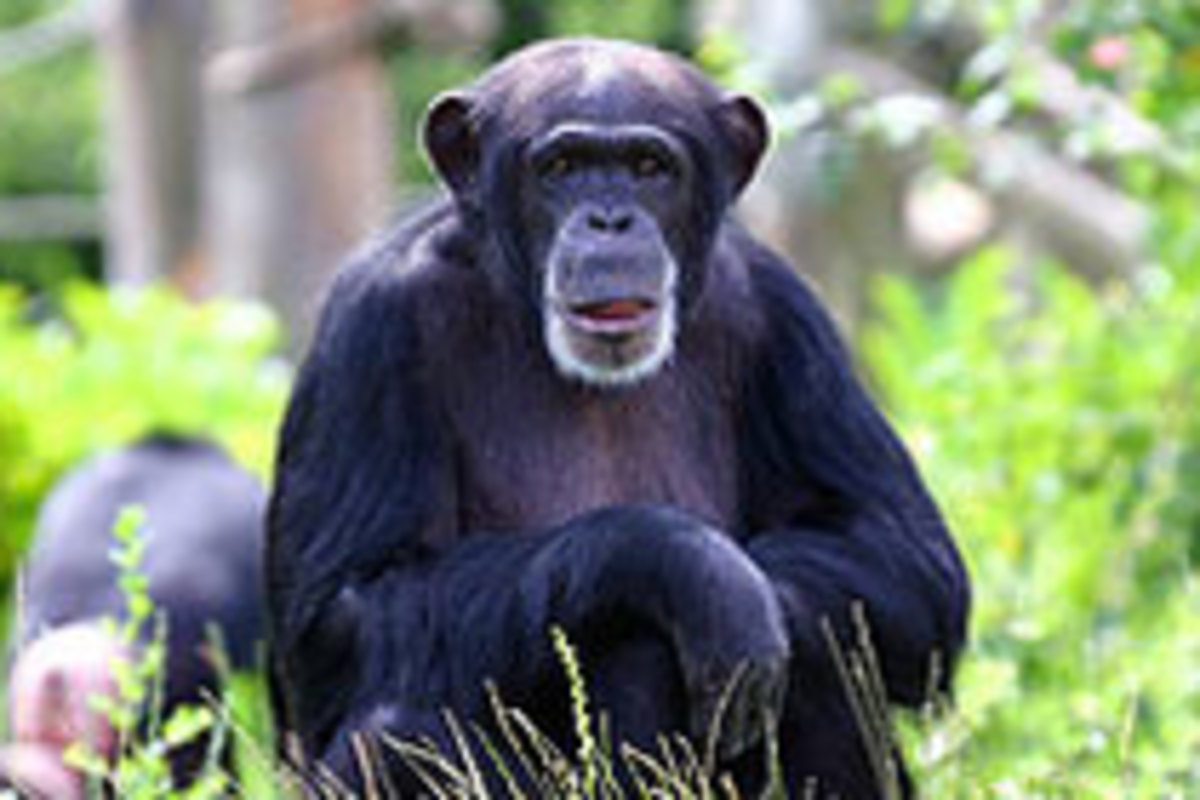 Chimp Sex: Surprisingly Complicated | Discover Magazine