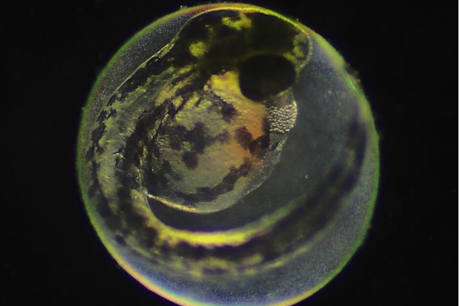 Fish Embryos Chemically Communicate When They Are Ready To Be Born ...