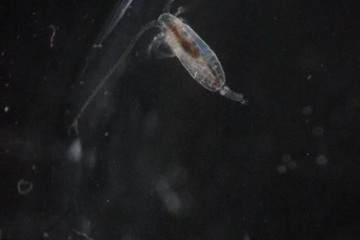 Poop of the Ocean’s Tiniest Organisms Could Combat Climate Change ...