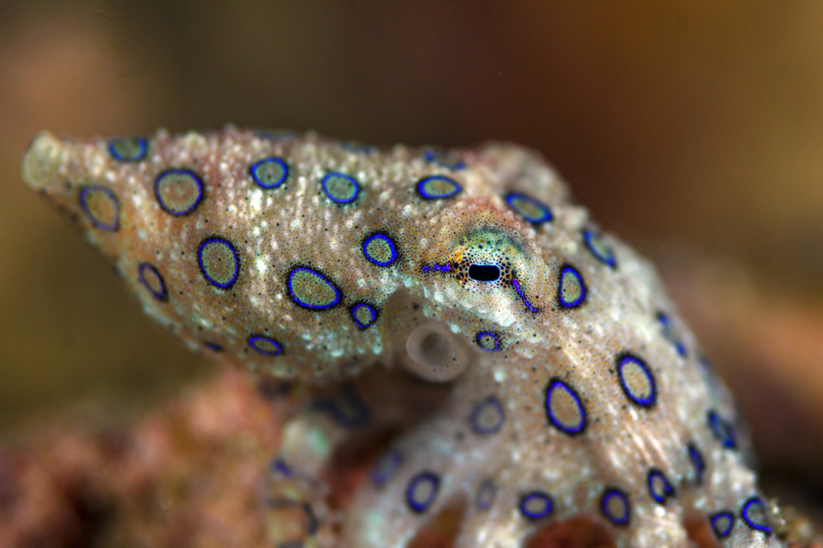 The Tiny Blue-Ringed Octopus Is Iridescent and Deadly | Discover Magazine