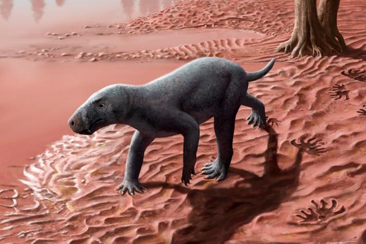 Oldest-Known Fossil of Creature That Seems Part Reptile, Part Mammal ...