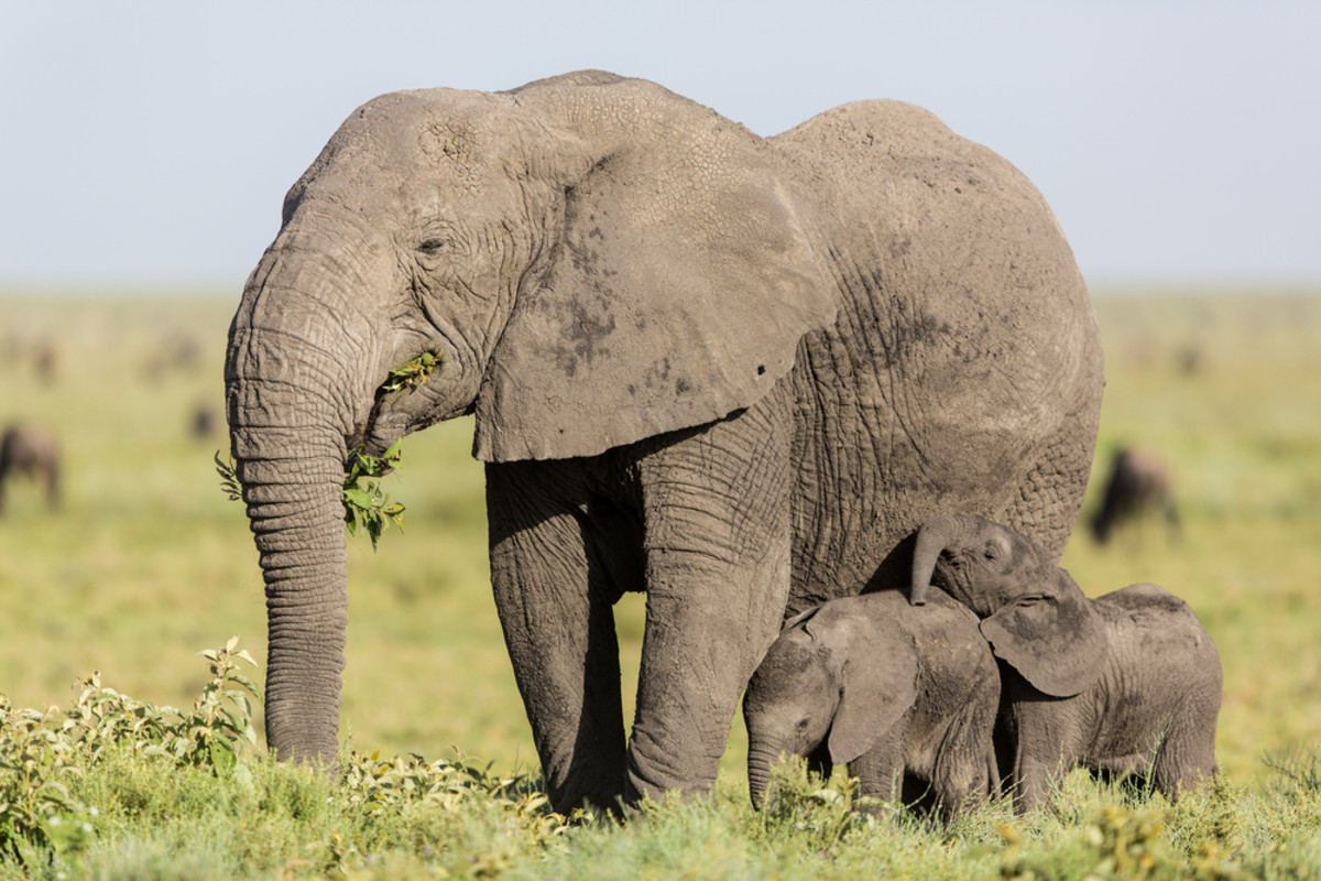 Why It’s Remarkably Rare for Elephants to Give Birth to Twins | Discover Magazine