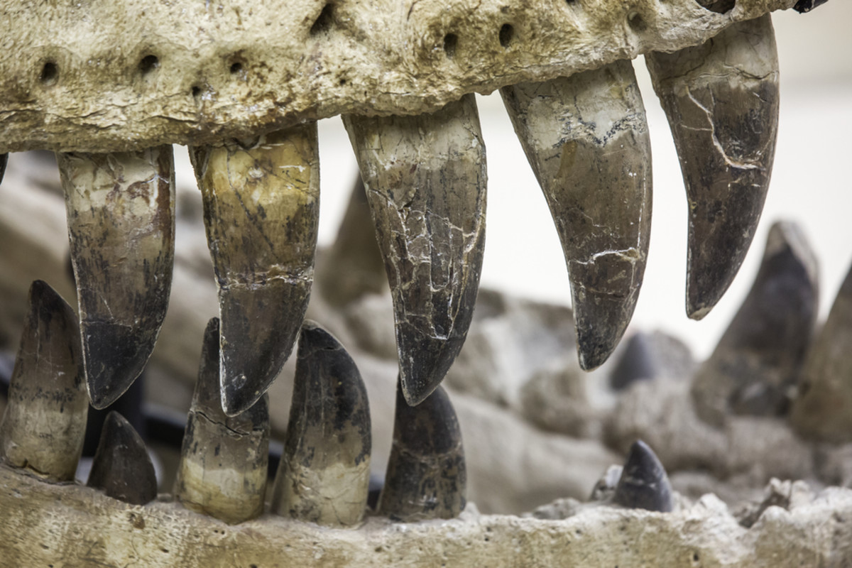 Tyrannosaur Teeth Fuel Rare Fossil Find in England | Discover Magazine
