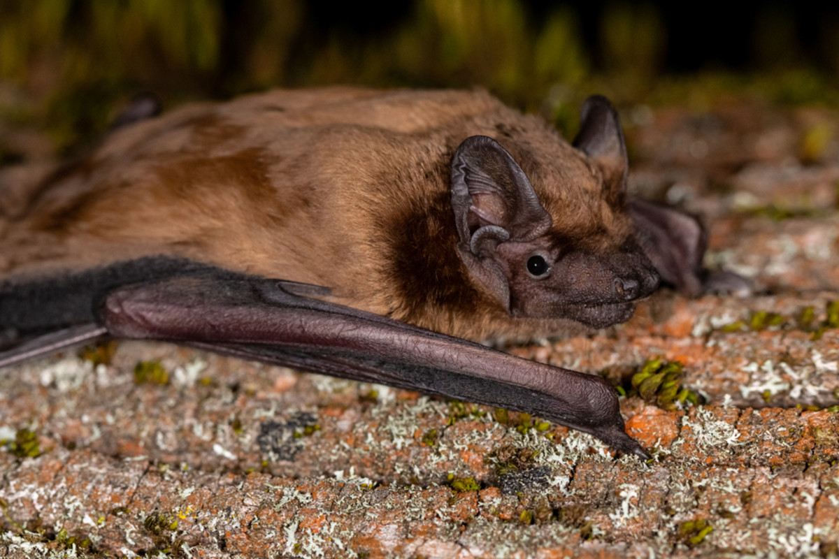 Migrating Bats Surf Storm Fronts to Save Energy | Discover Magazine