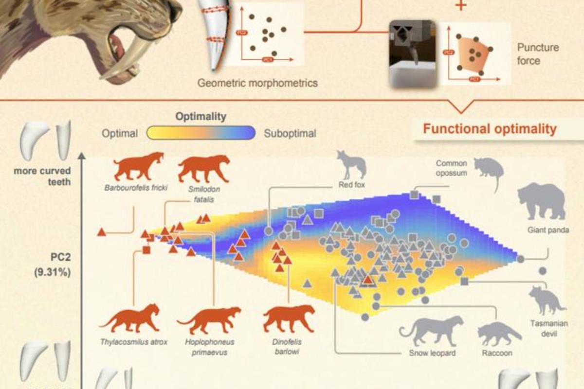 Saber-Toothed Biting Analysis Shows Evolution Across Carnivorous ...