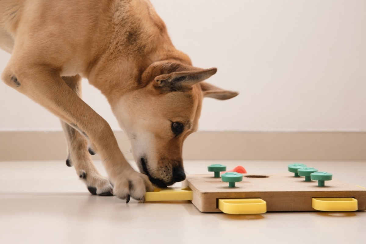 Do Dogs Have Long-Term Memory? | Discover Magazine