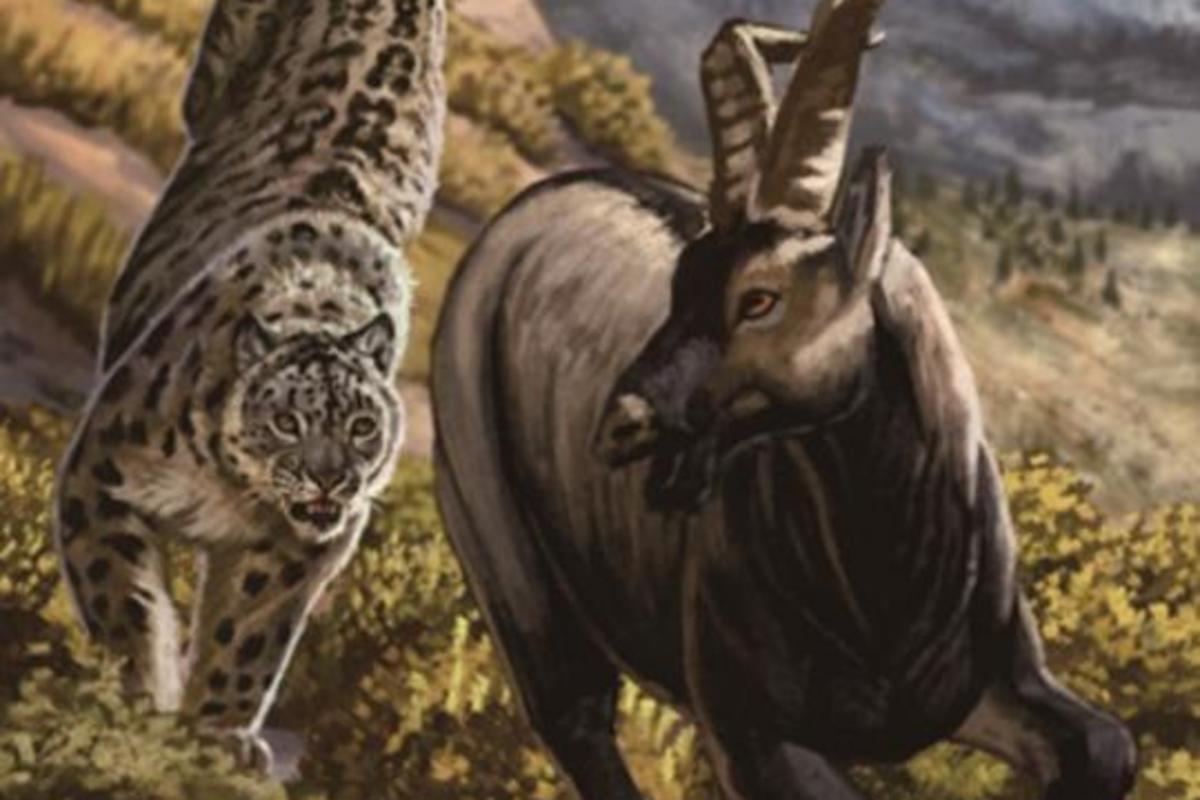 Million-Year-Old Snow Leopard Bones Help Explain Their Rule During the ...