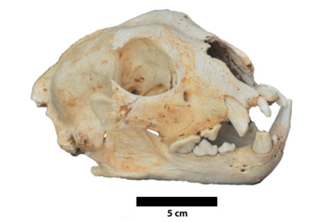 Million-Year-Old Snow Leopard Bones Help Explain Their Rule During the ...
