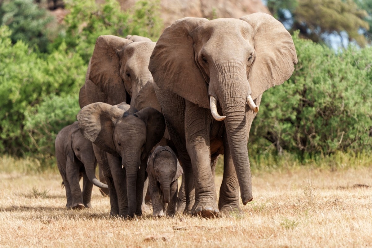 What Good Parenting Looks Like in the Animal Kingdom | Discover Magazine