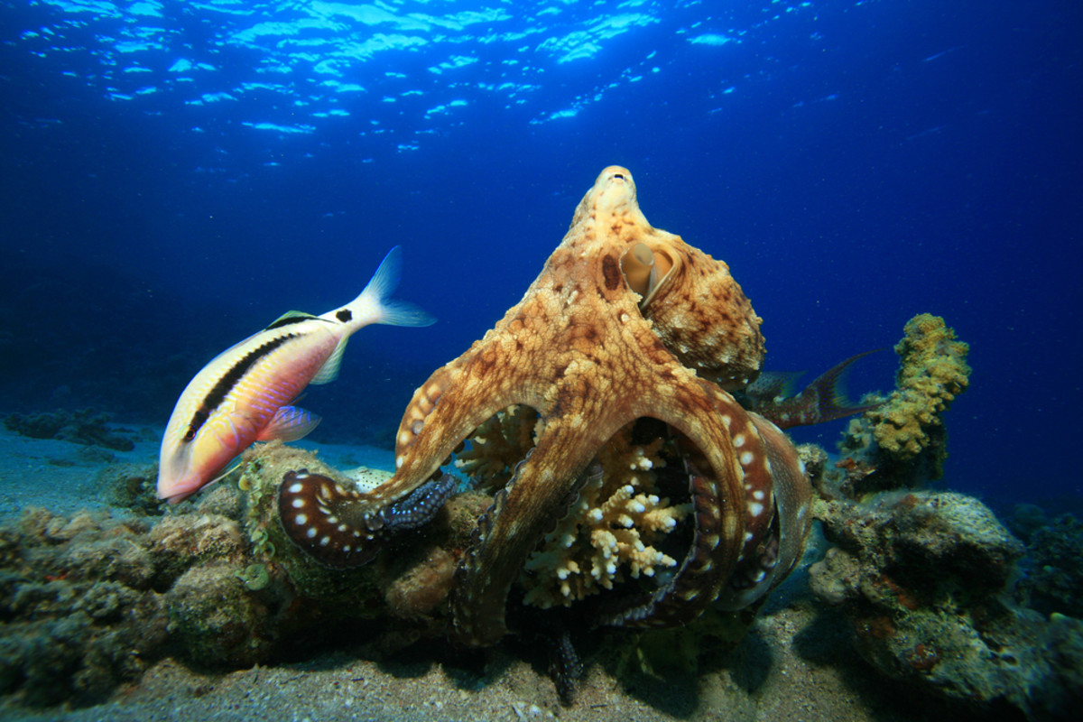 Octopuses Partner with Fish to Hunt, and Will Slap the Fish That Slacks ...