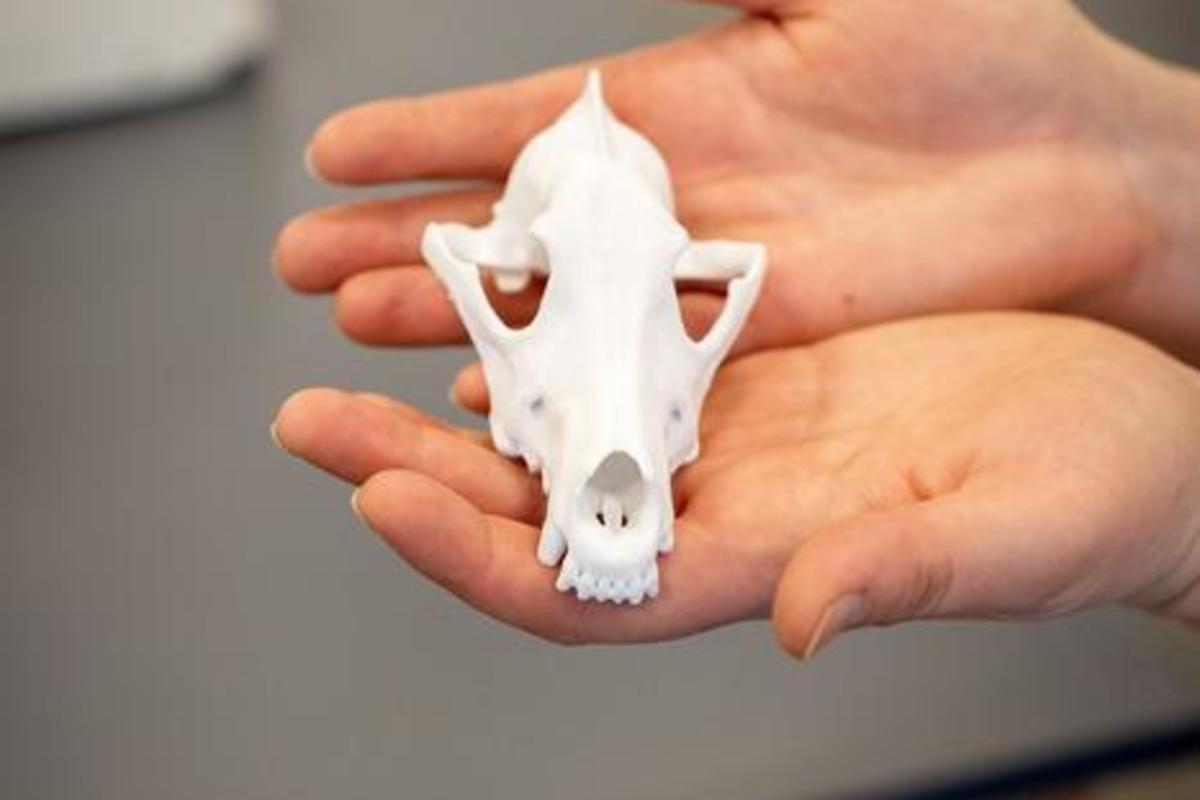 Turns Out, We Failed to Breed Dog Skulls for Specialized Bite and Smell ...