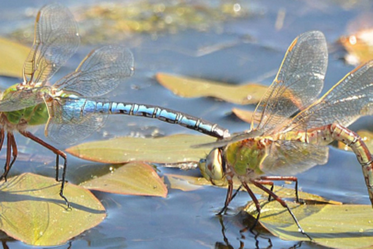 Dragonfly Watch – Find Those Fast and Furious Insects! | Discover Magazine