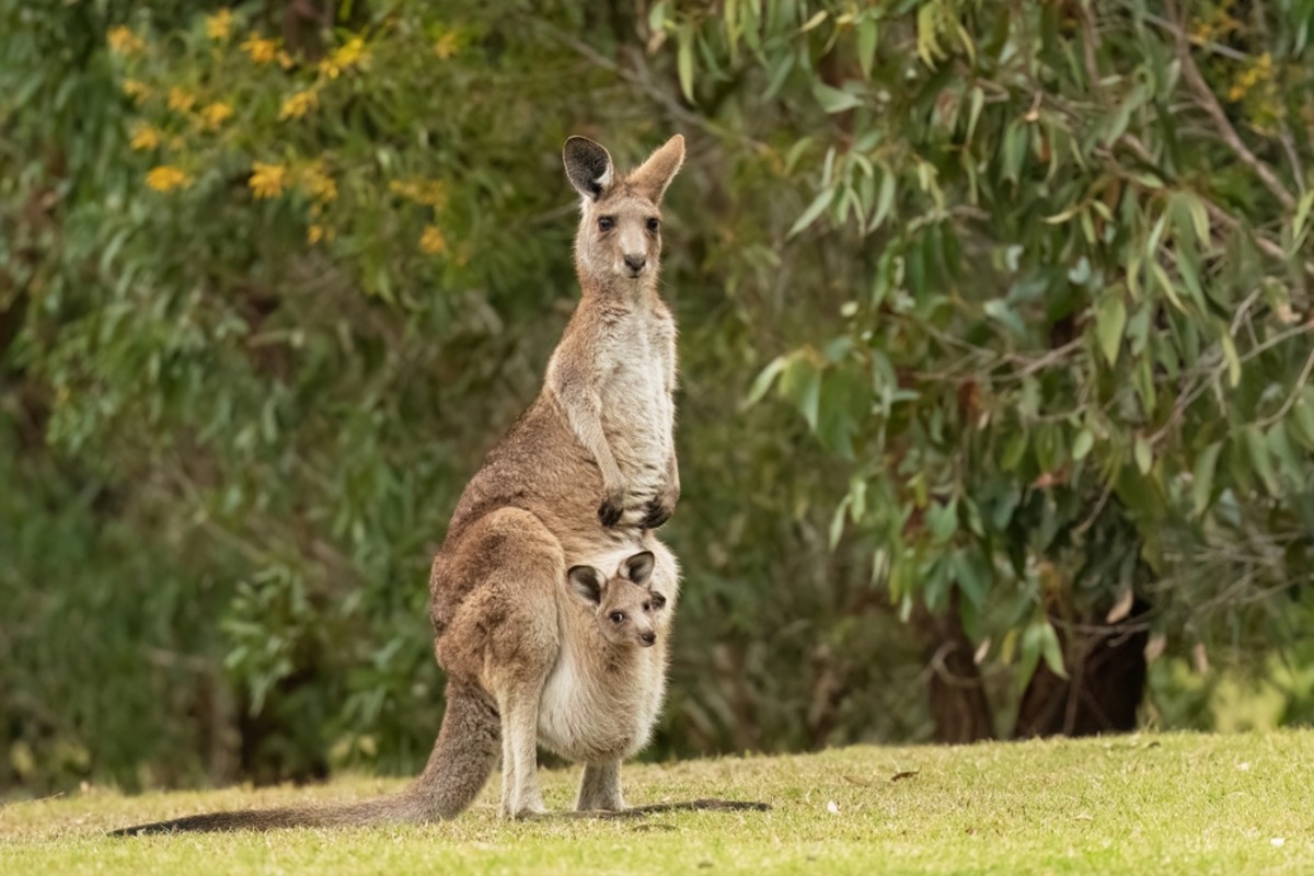 First Kangaroo Embryo Produced Using IVF Could Be Crucial for ...