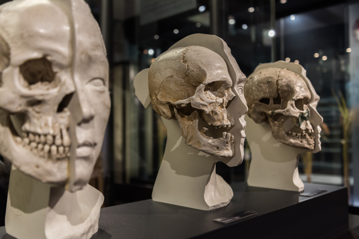 Art and Science Combine to Reconstruct the Faces of Our Ancestors ...