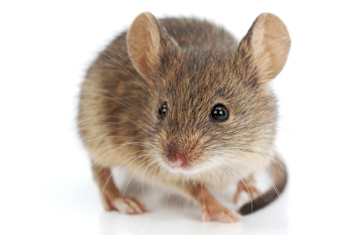 How Does Stress Impact Listening? For Mice, They Don't Hear as Well ...