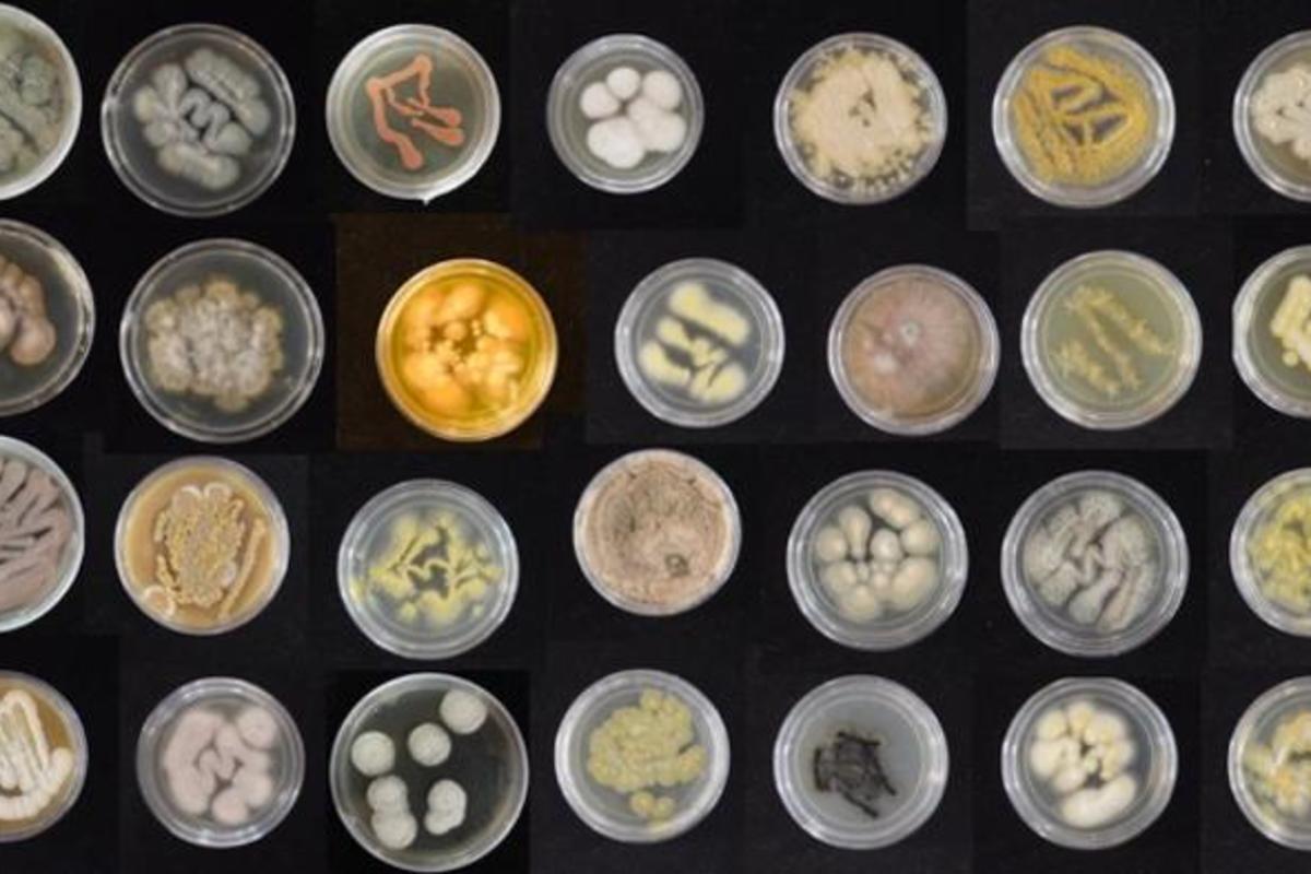 Marine Fungi Could Eat Plastic Pollution, Helping to Clean Our Oceans ...