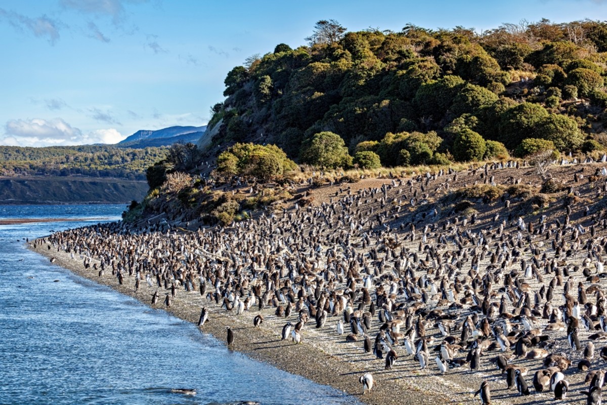 Why Pumas Slaughtered Thousands of Penguins in Argentine Patagonia ...