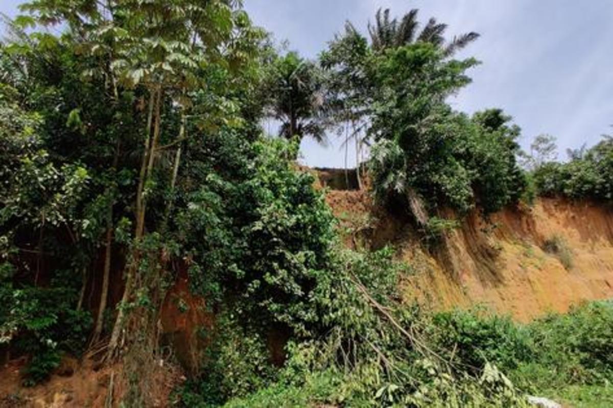 Early Humans Thrived in Africa's Tropical Rainforests 150,000 Years Ago ...