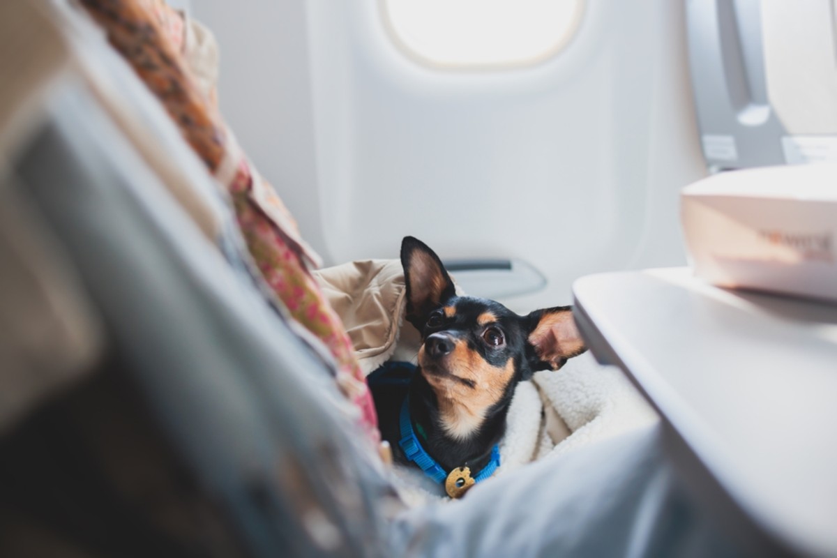 Are Planes Safe for Dogs and Cats? Here’s What to Know About Pet Travel ...