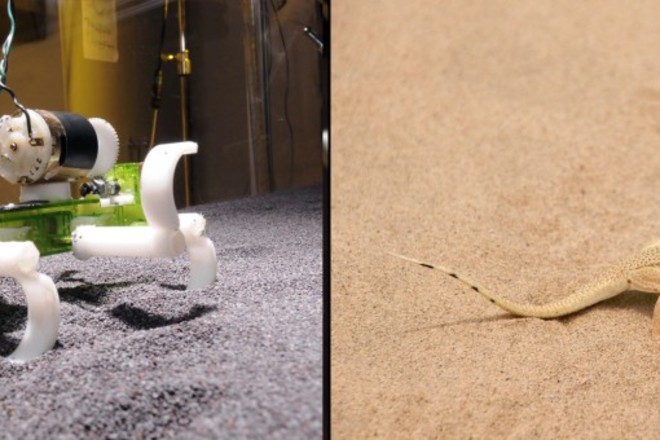 Robot Designed to Run Like a Lizard Over Sand | Discover Magazine