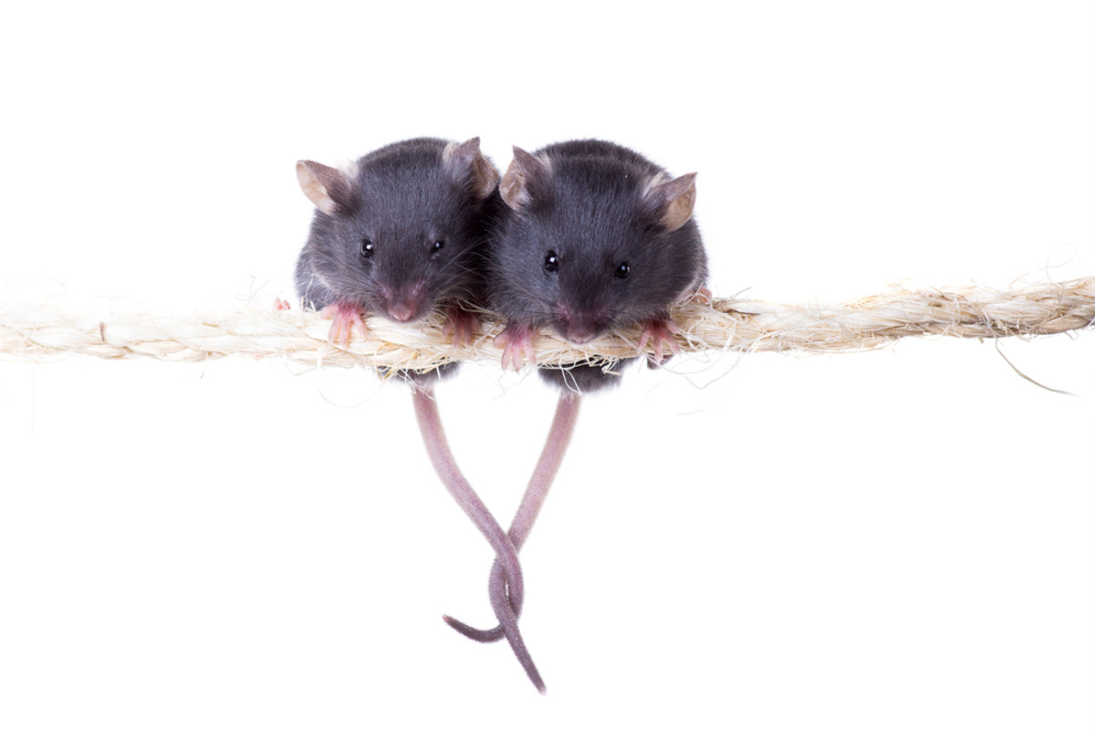 Watch as These Mice Perform First Aid on Each Other | Discover Magazine