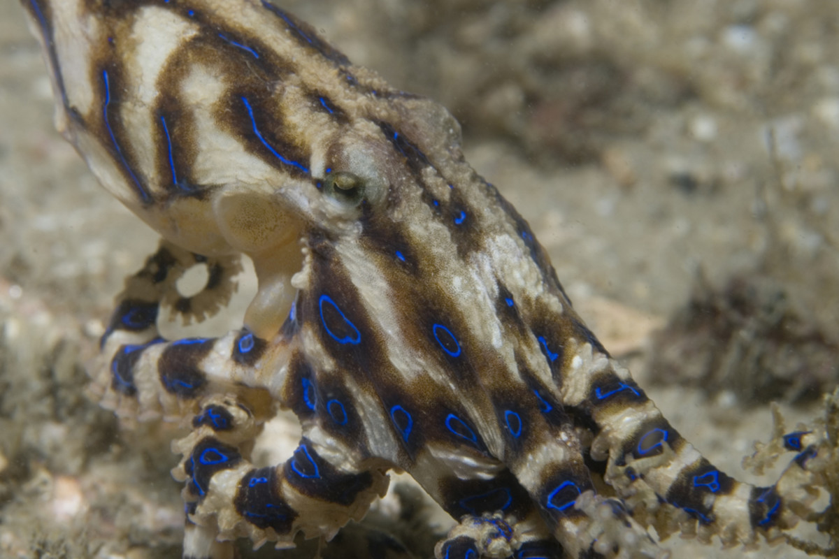 To Avoid Becoming a Meal, These Male Octopuses Sedate Their Mates ...