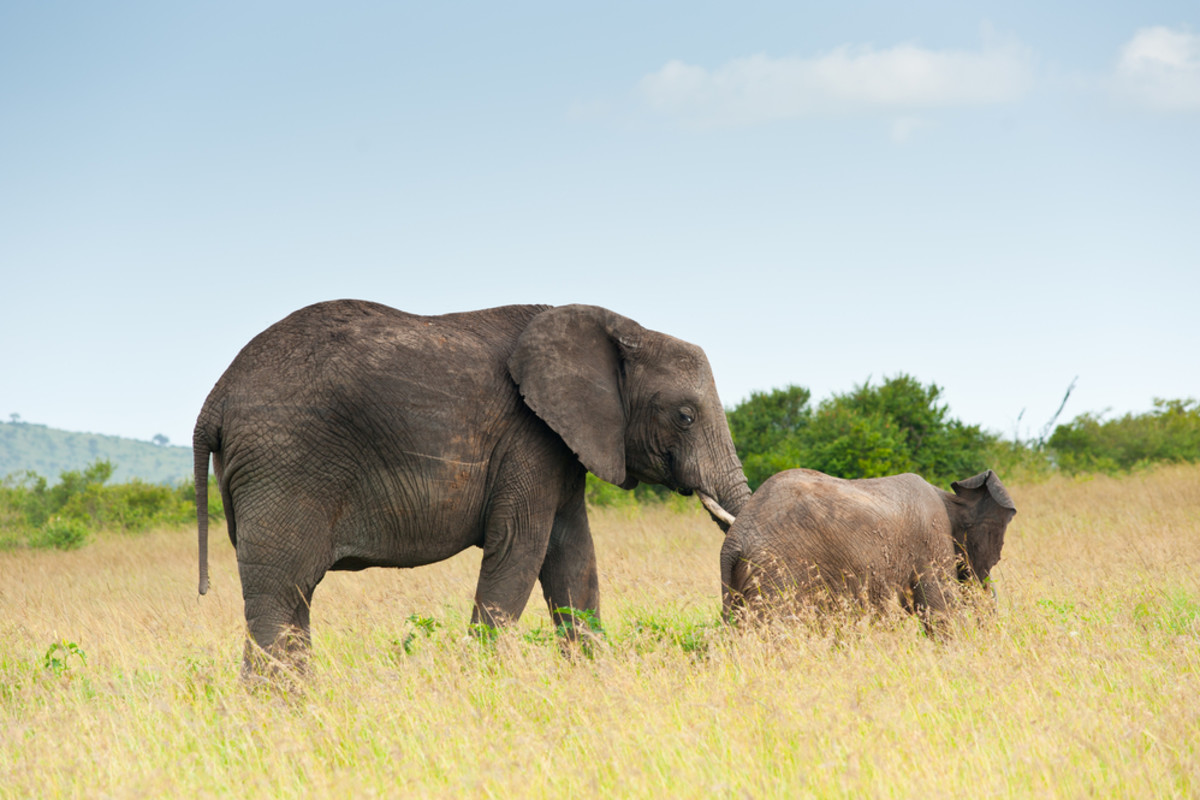 Elephants Can Distinguish Between Human Voices | Discover Magazine