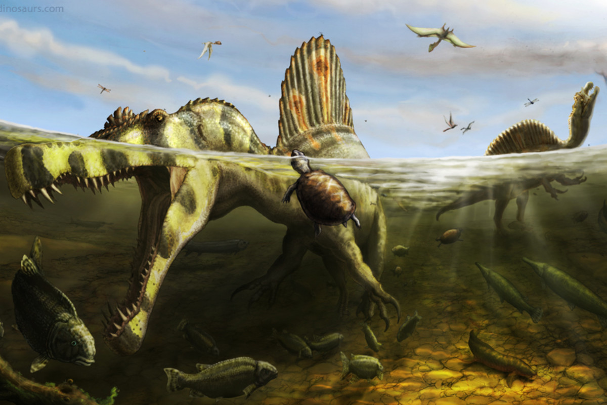 Spinosaurus is First Known Semi-Aquatic Dinosaur | Discover Magazine