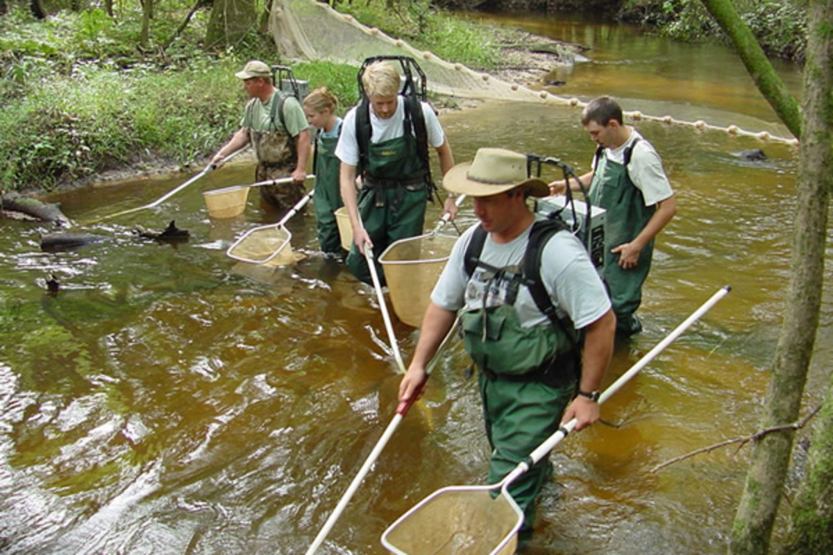 Getting Rid of Invasive Species With a Little Electric Shock | Discover ...