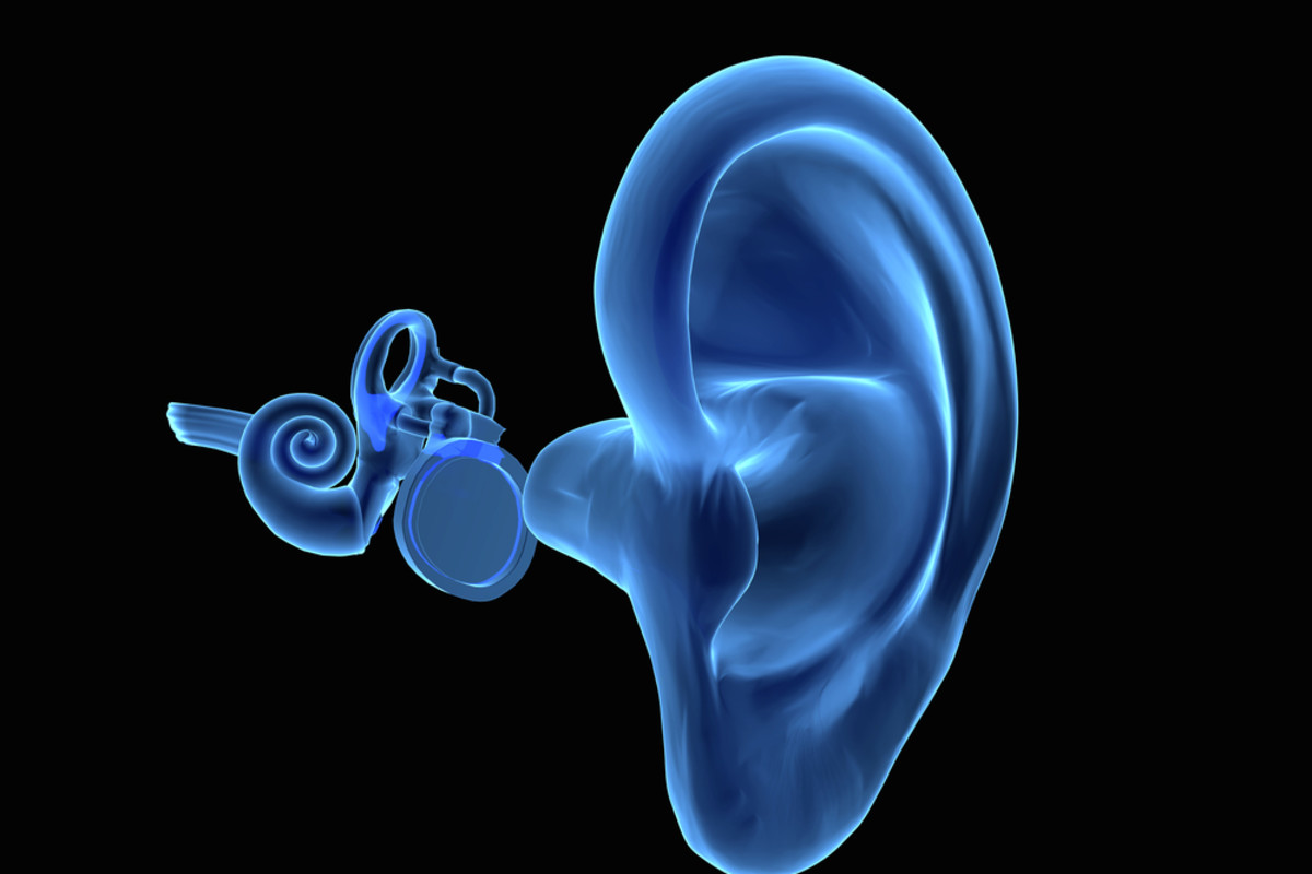 Physics Can Explain How the Inner Ear Picks Up Faint Sounds | Discover ...