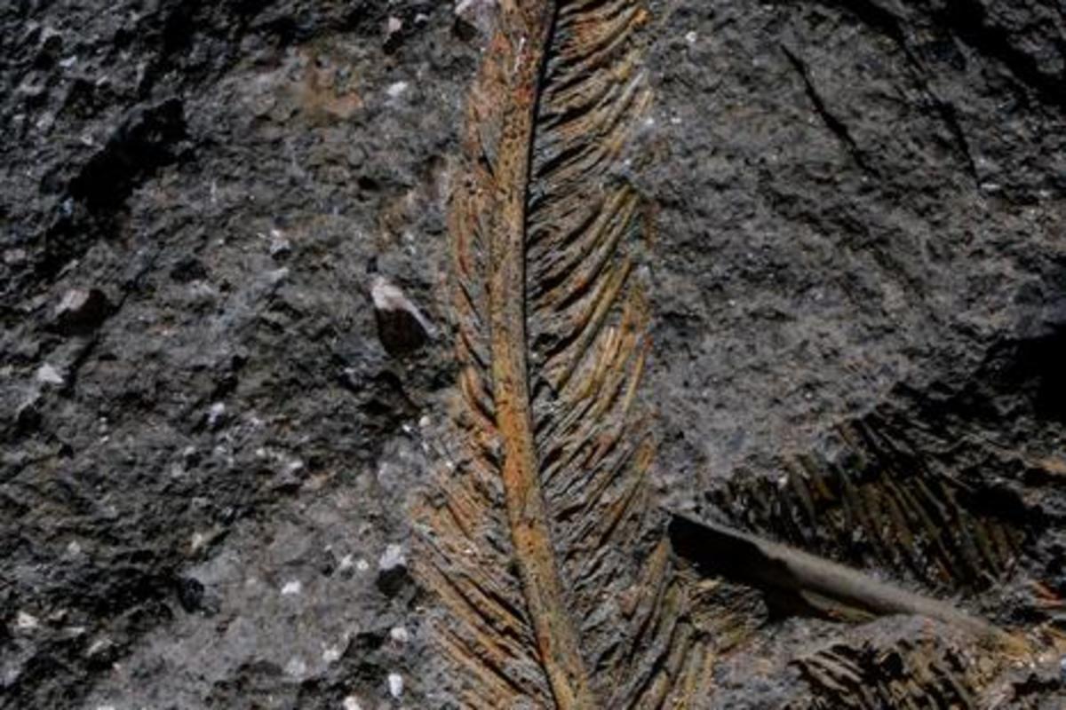 Ancient Vulture Feather Preserved in Volcanic Ash Is a Fossil First ...