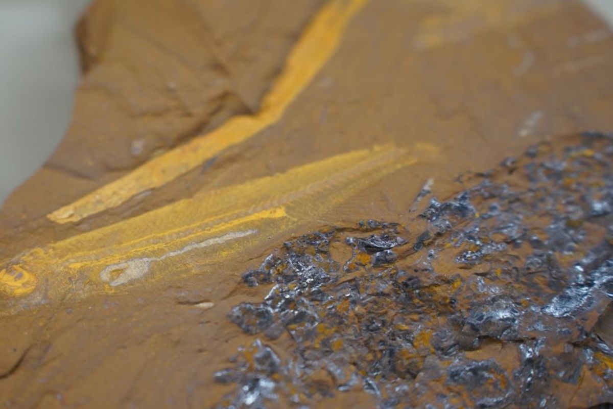 Stunning New Fossil Find Shows Stomach Contents and Color of Ancient ...