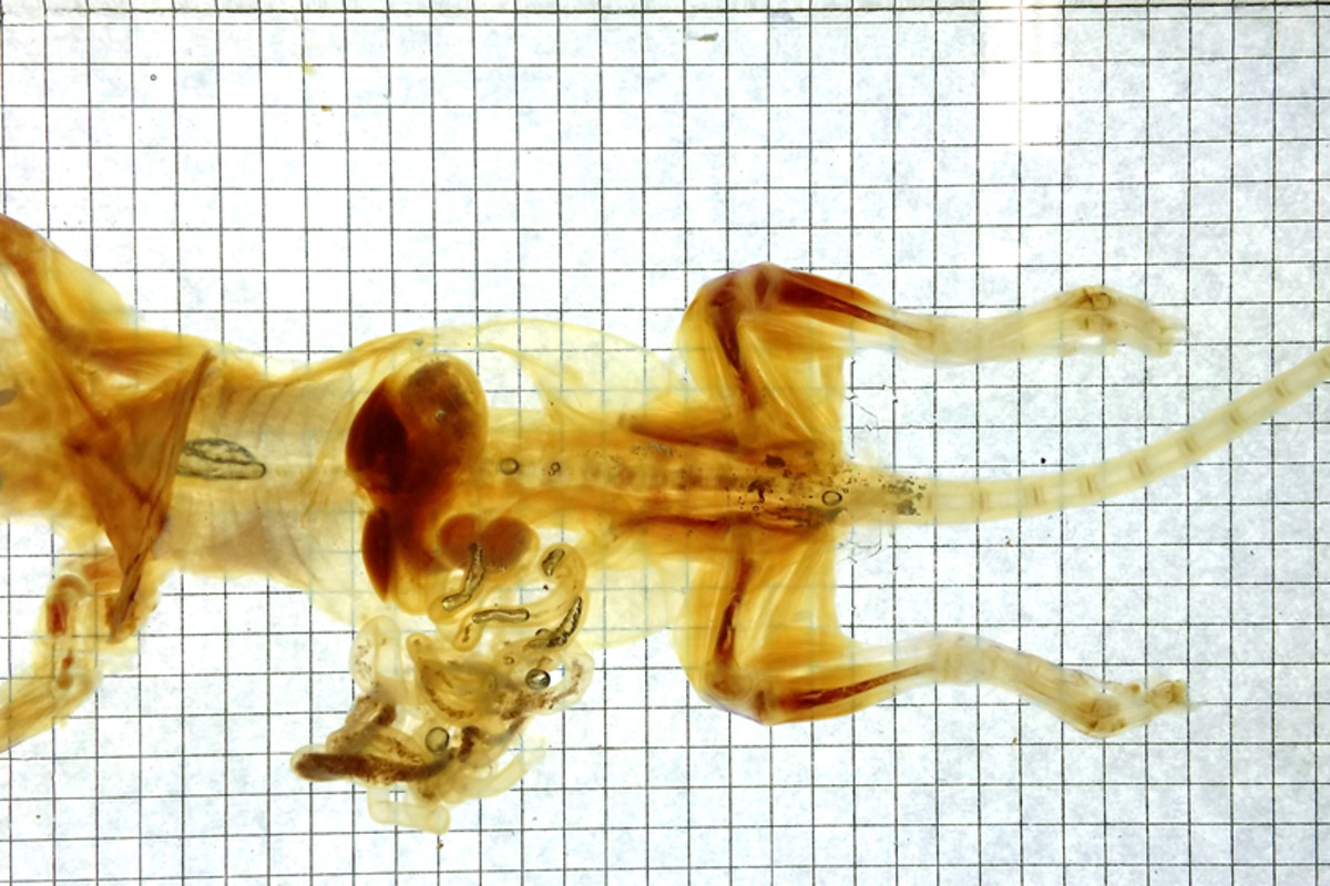 Why Scientists Created See-through, Shrunken, Glow-in-the-dark Mice ...