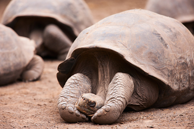 Diego the Tortoise Fathers 800 Offspring, Helps Save Species | Discover ...