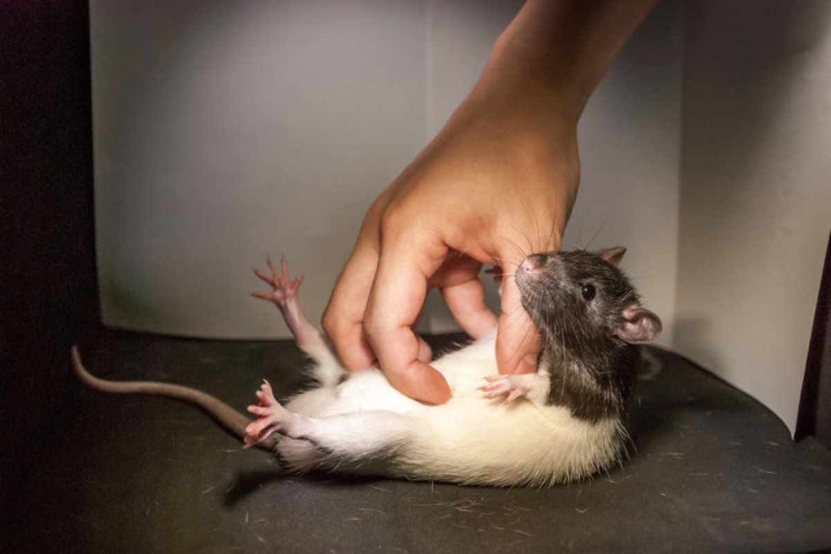 Ticklish Lab Rats Giggle for Science | Discover Magazine